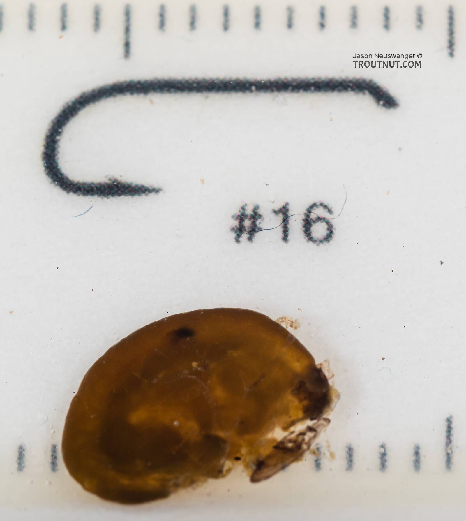 Chironomidae (Midge) True Fly Larva Pictures