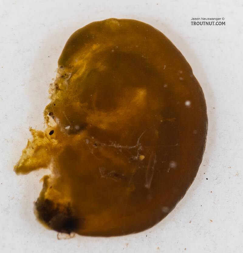 Chironomidae (Midge) True Fly Larva Pictures
