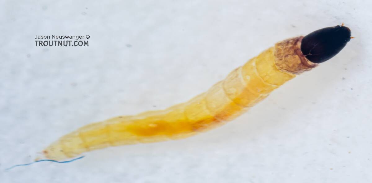 Chironomidae (Midge) True Fly Larva Pictures