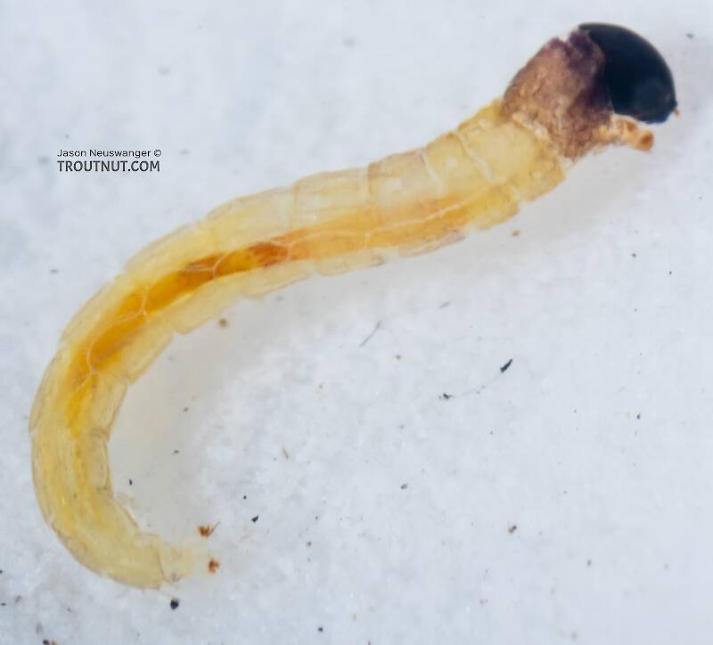Chironomidae (Midge) True Fly Larva Pictures