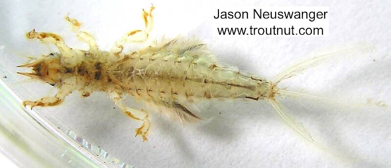 Hexagenia limbata (Hex) Mayfly Nymph Pictures