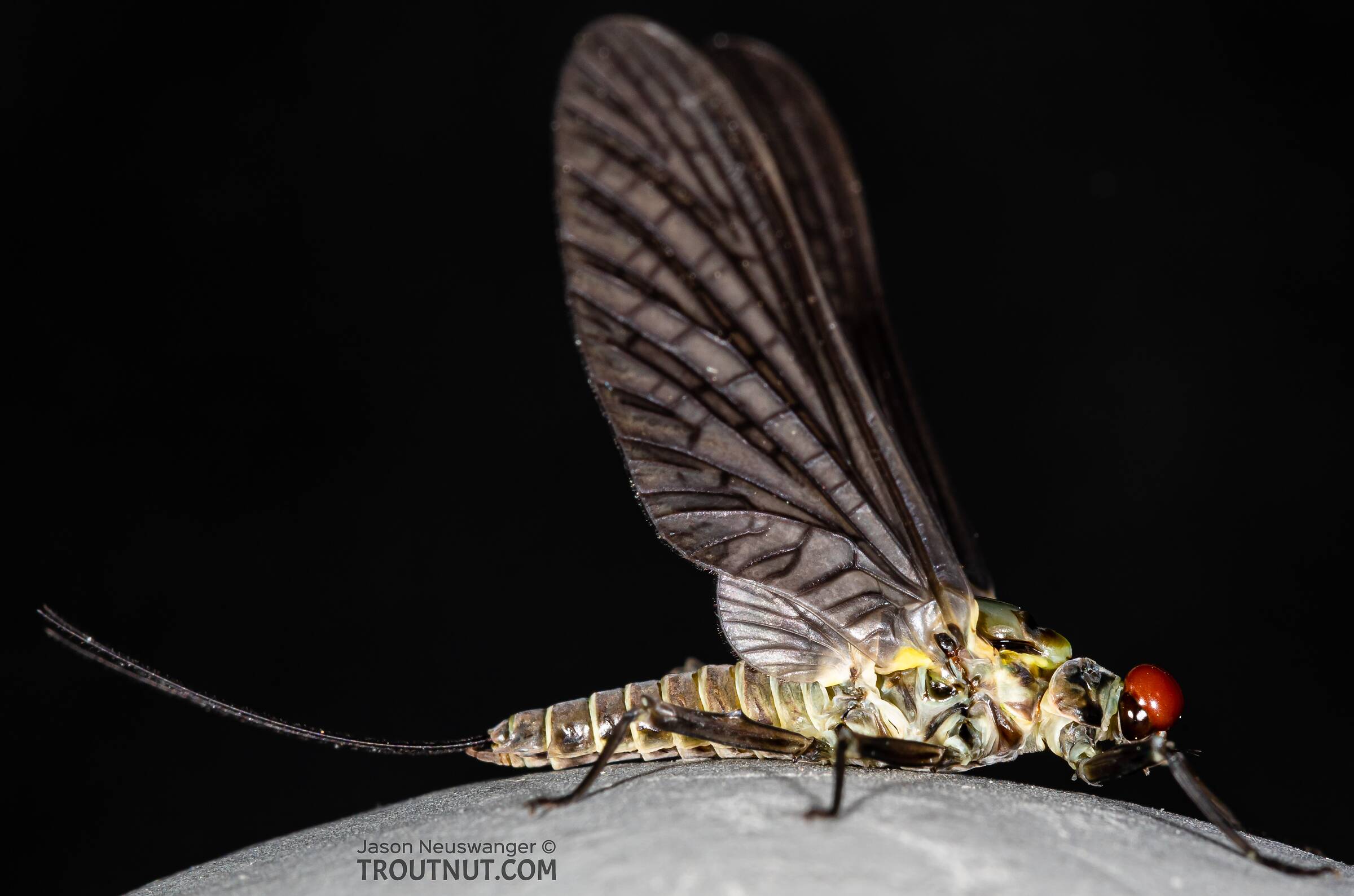 Mayfly Encyclopedia: 4900+ photos, life cycles, & fly fishing hatches