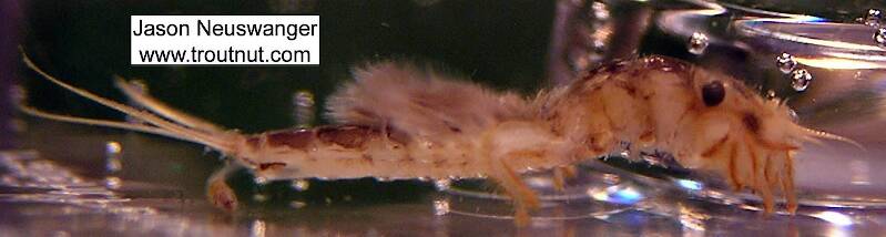 Hexagenia limbata (Hex) Mayfly Nymph Pictures