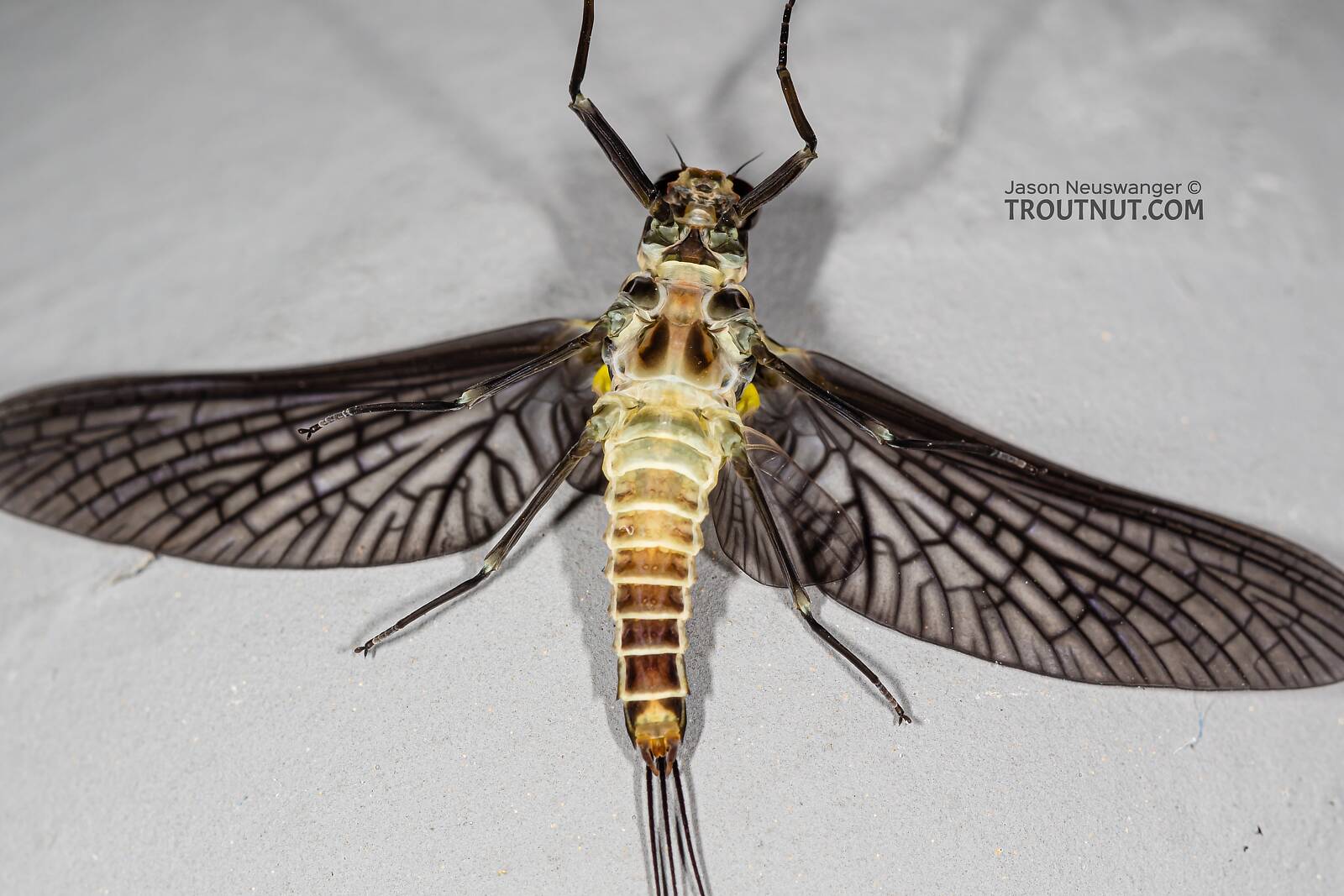 Male Drunella coloradensis (Small Western Green Drake) Mayfly Dun Pictures
