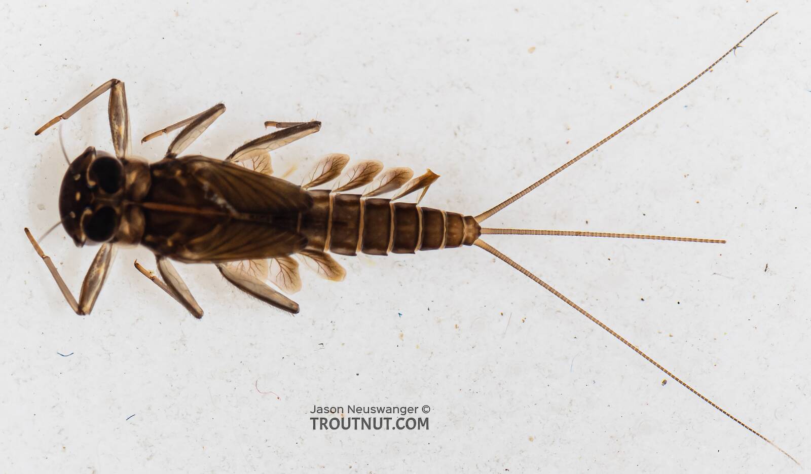 Cinygmula (Dark Red Quill) Mayfly Nymph Pictures