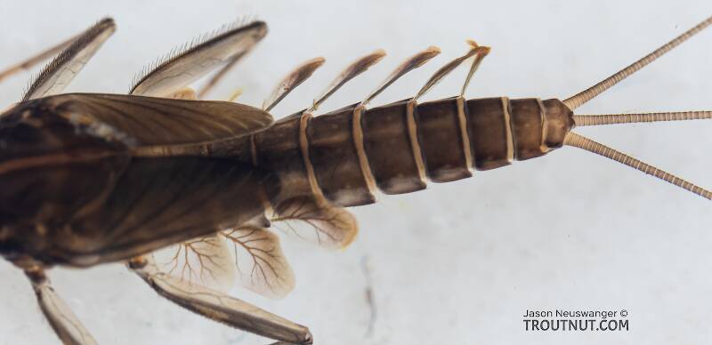 Cinygmula (Dark Red Quill) Mayfly Nymph Pictures