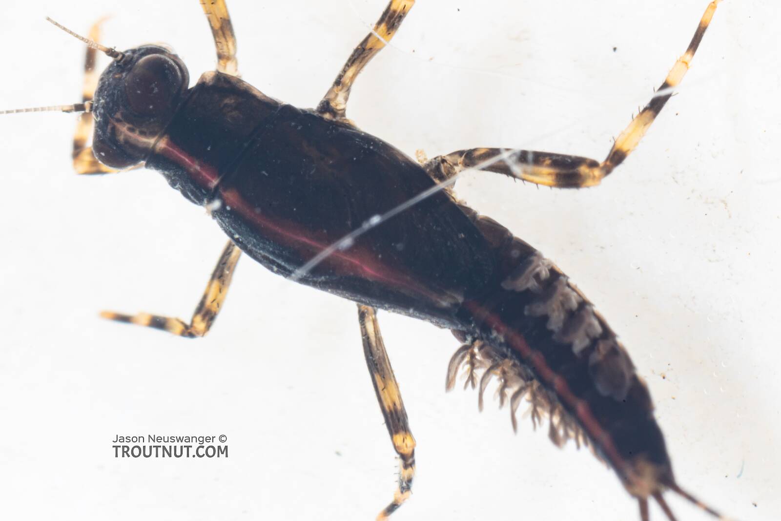 Male Serratella micheneri (Little Dark Hendrickson) Mayfly Nymph Pictures