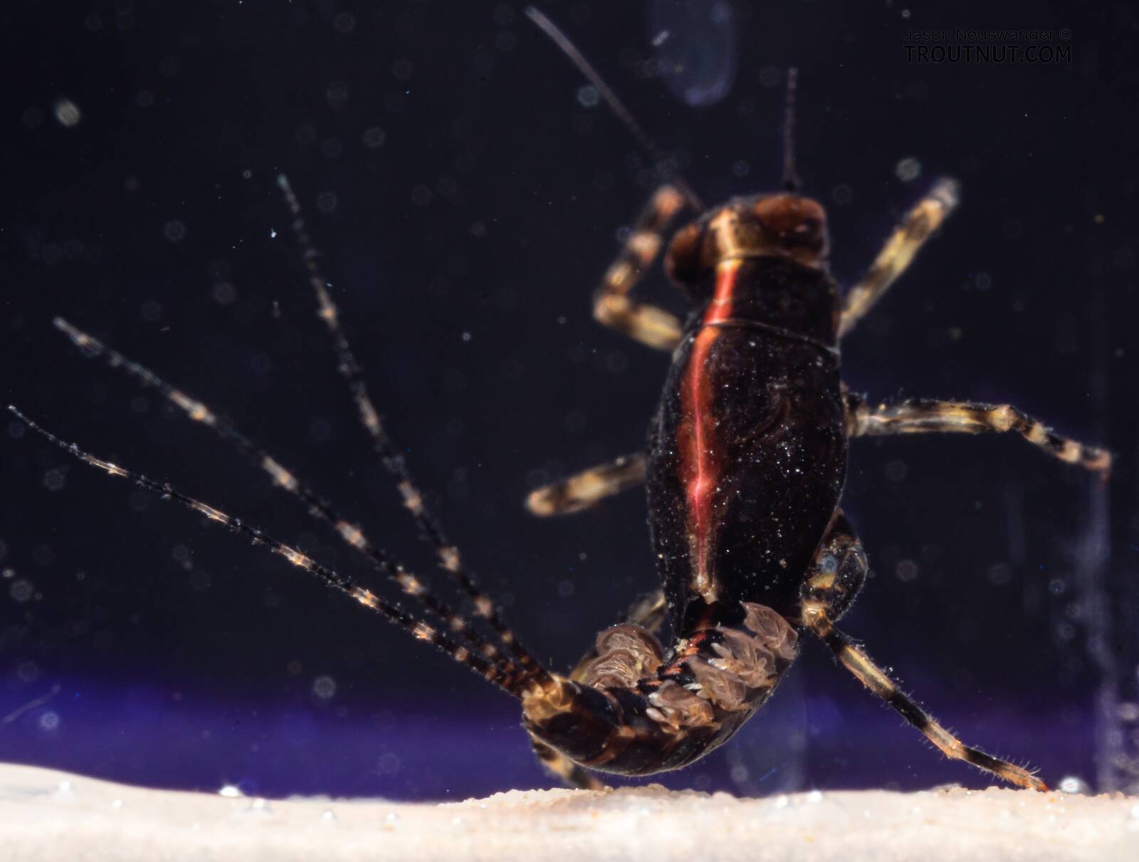 Male Serratella micheneri (Little Dark Hendrickson) Mayfly Nymph Pictures
