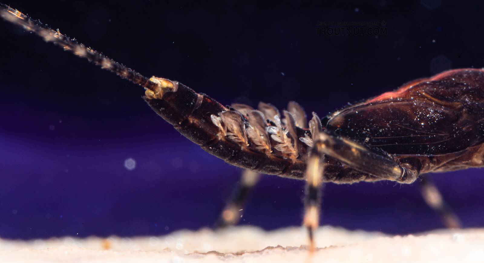 Male Serratella micheneri (Little Dark Hendrickson) Mayfly Nymph Pictures