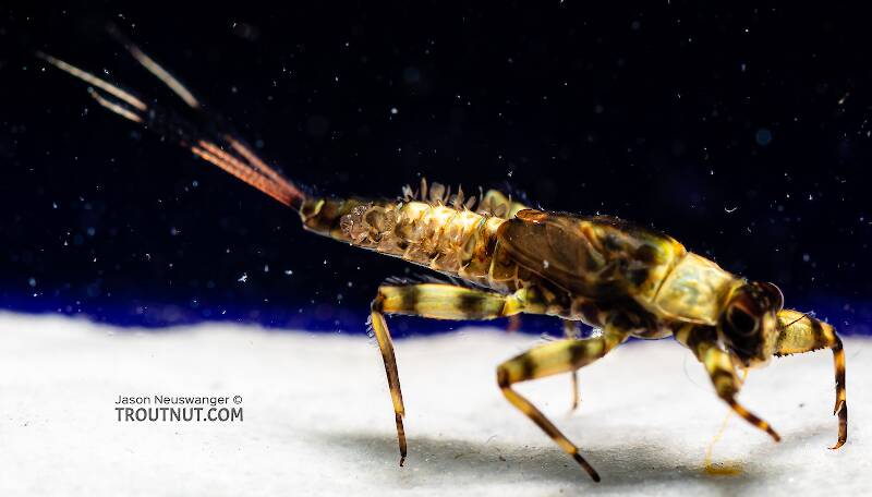 Drunella coloradensis (Small Western Green Drake) Mayfly Nymph Pictures