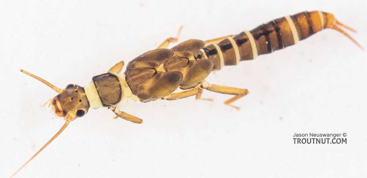 Suwallia pallidula (Little Yellow Stonefly) Stonefly Nymph Pictures