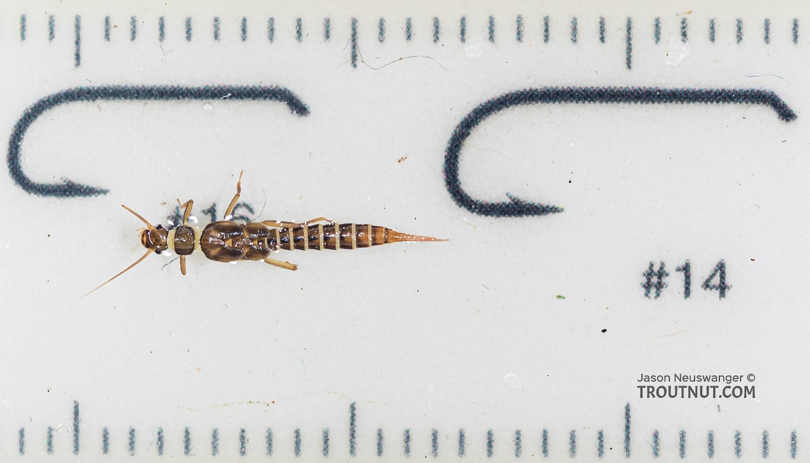 Suwallia pallidula (Little Yellow Stonefly) Stonefly Nymph Pictures