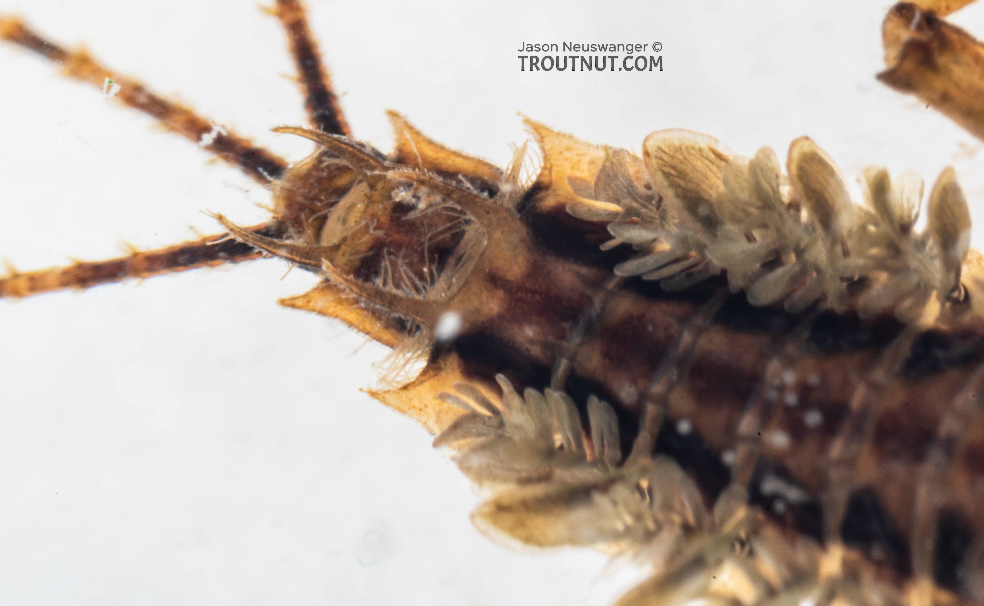 Male Drunella spinifera (Western Slate Olive Dun) Mayfly Nymph Pictures
