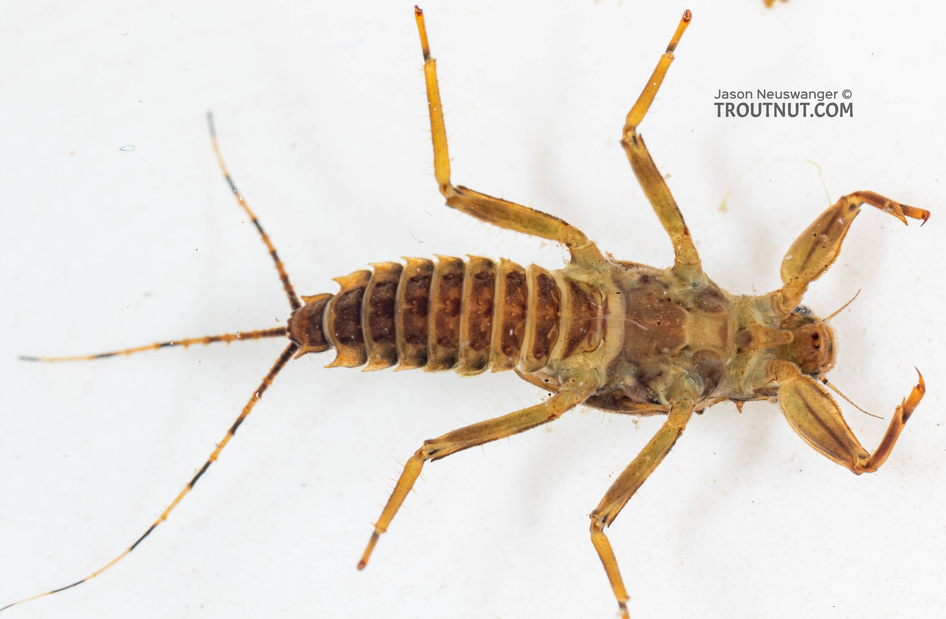 Male Drunella spinifera (Western Slate Olive Dun) Mayfly Nymph Pictures
