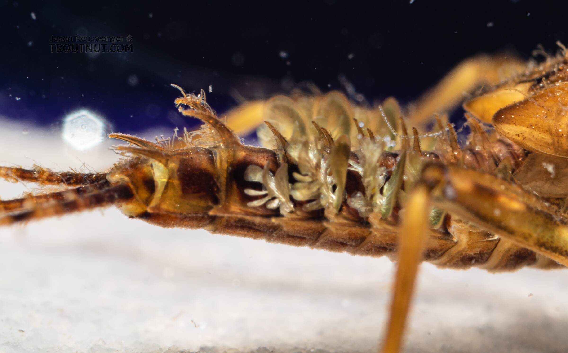Male Drunella spinifera (Western Slate Olive Dun) Mayfly Nymph Pictures
