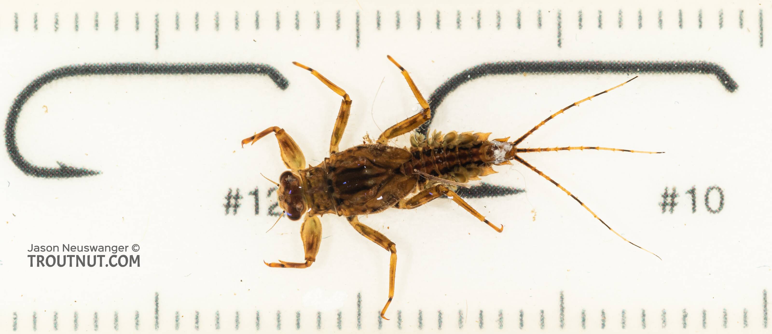 Male Drunella spinifera (Western Slate Olive Dun) Mayfly Nymph Pictures