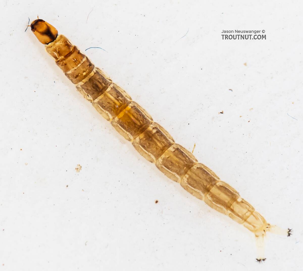 Chironomidae (Midge) True Fly Larva Pictures