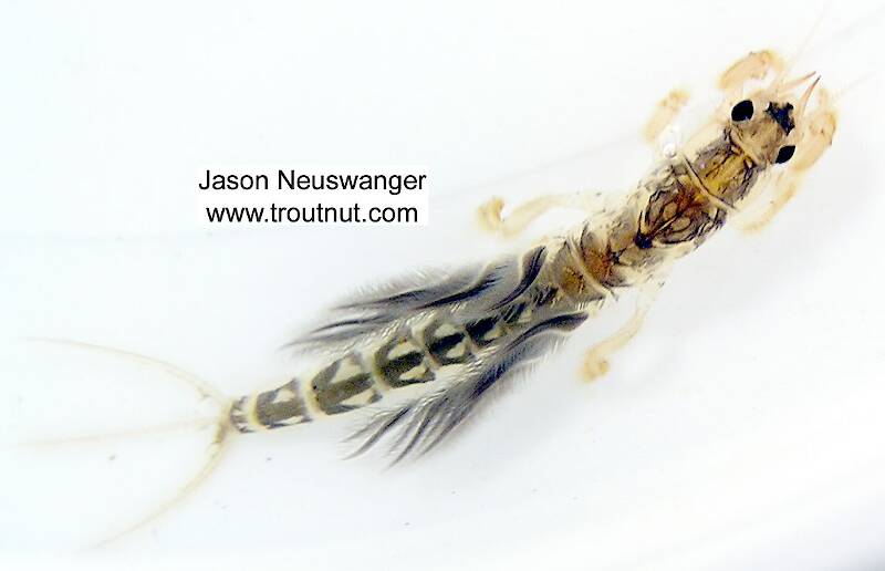 Hexagenia limbata (Hex) Mayfly Nymph Pictures