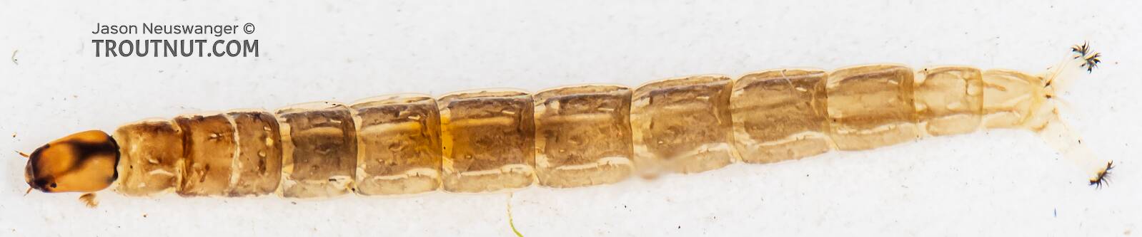 Chironomidae (Midge) True Fly Larva Pictures
