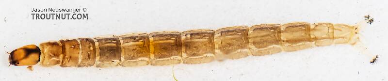 Chironomidae (Midge) True Fly Larva Pictures