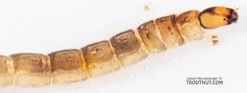 Chironomidae (Midge) True Fly Larva Pictures