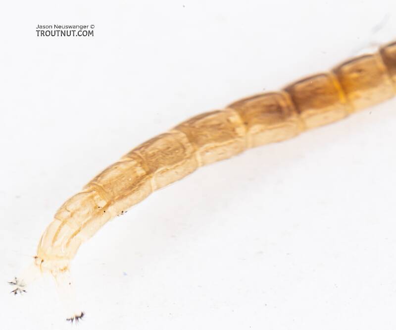 Chironomidae (Midge) True Fly Larva Pictures