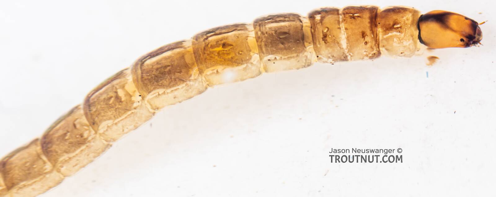 Chironomidae (Midge) True Fly Larva Pictures