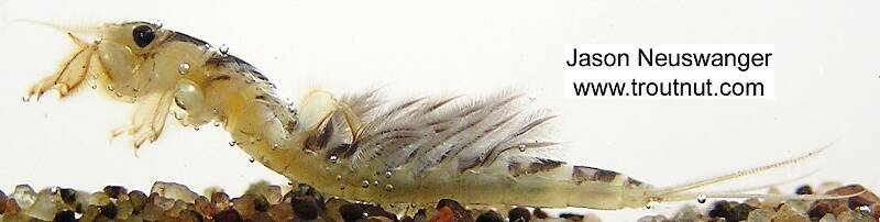 Hexagenia limbata (Hex) Mayfly Nymph Pictures