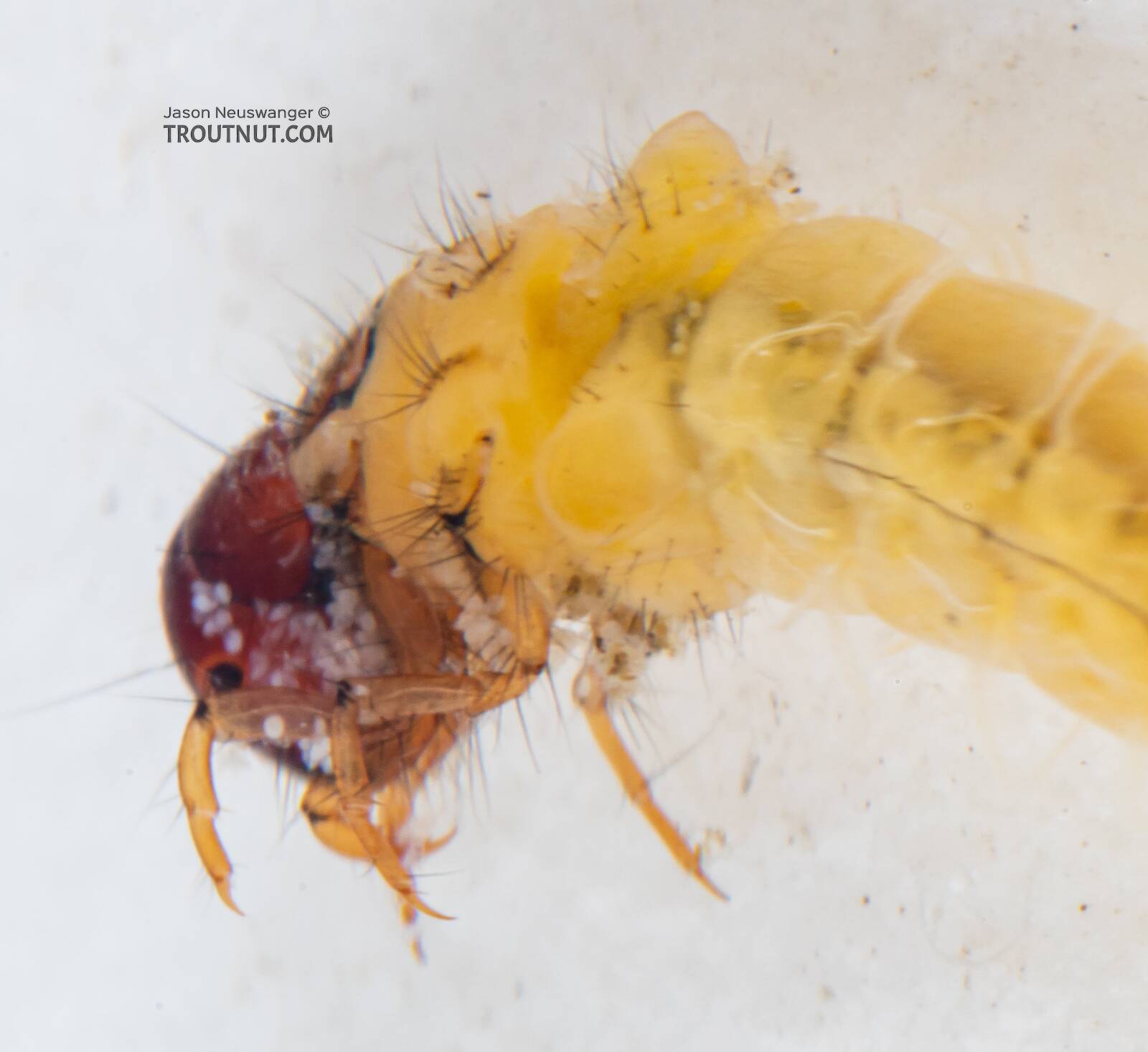 Moselyana comosa (Early Smoky Wing Sedge) Caddisfly Larva Pictures