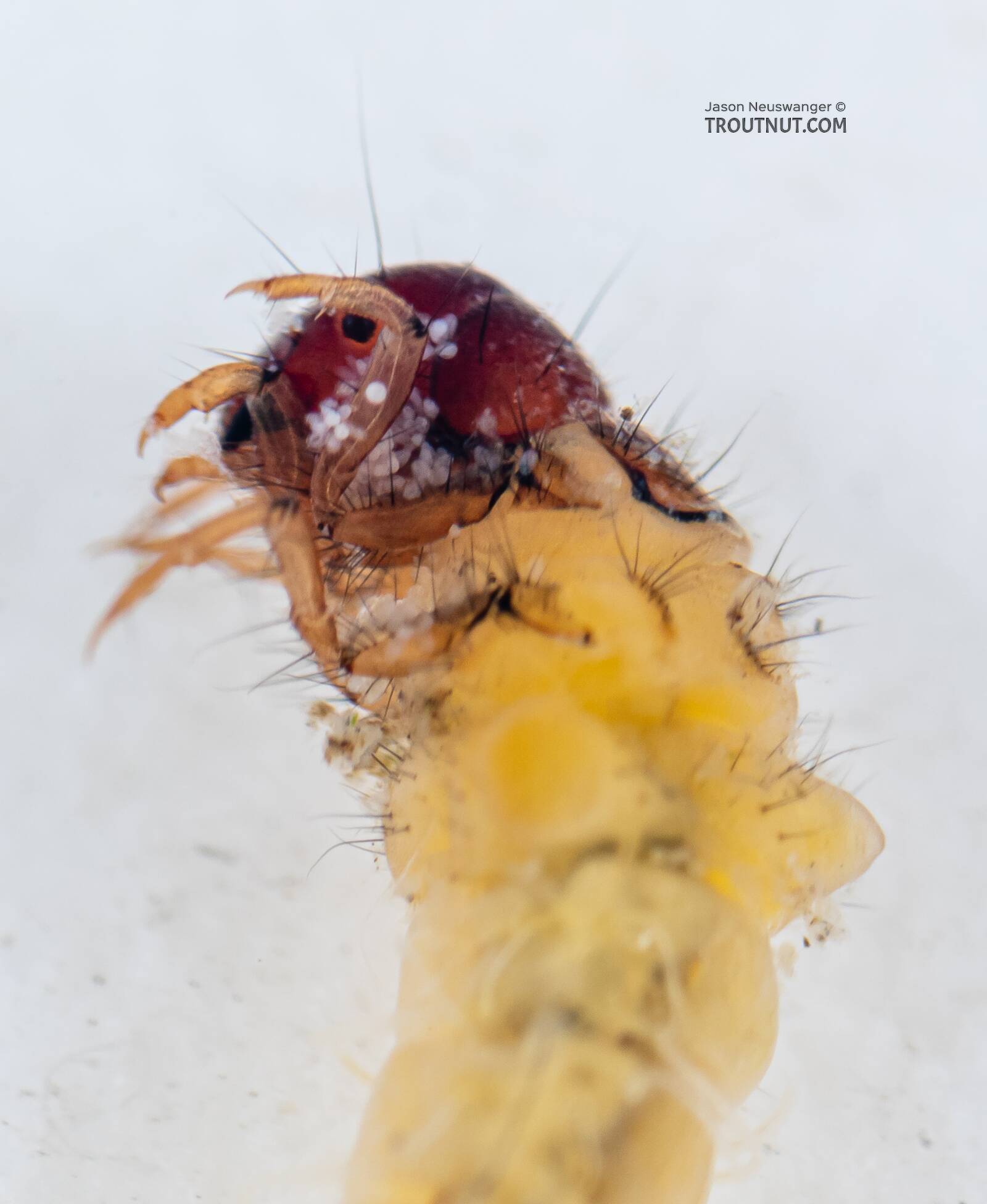 Moselyana comosa (Early Smoky Wing Sedge) Caddisfly Larva Pictures