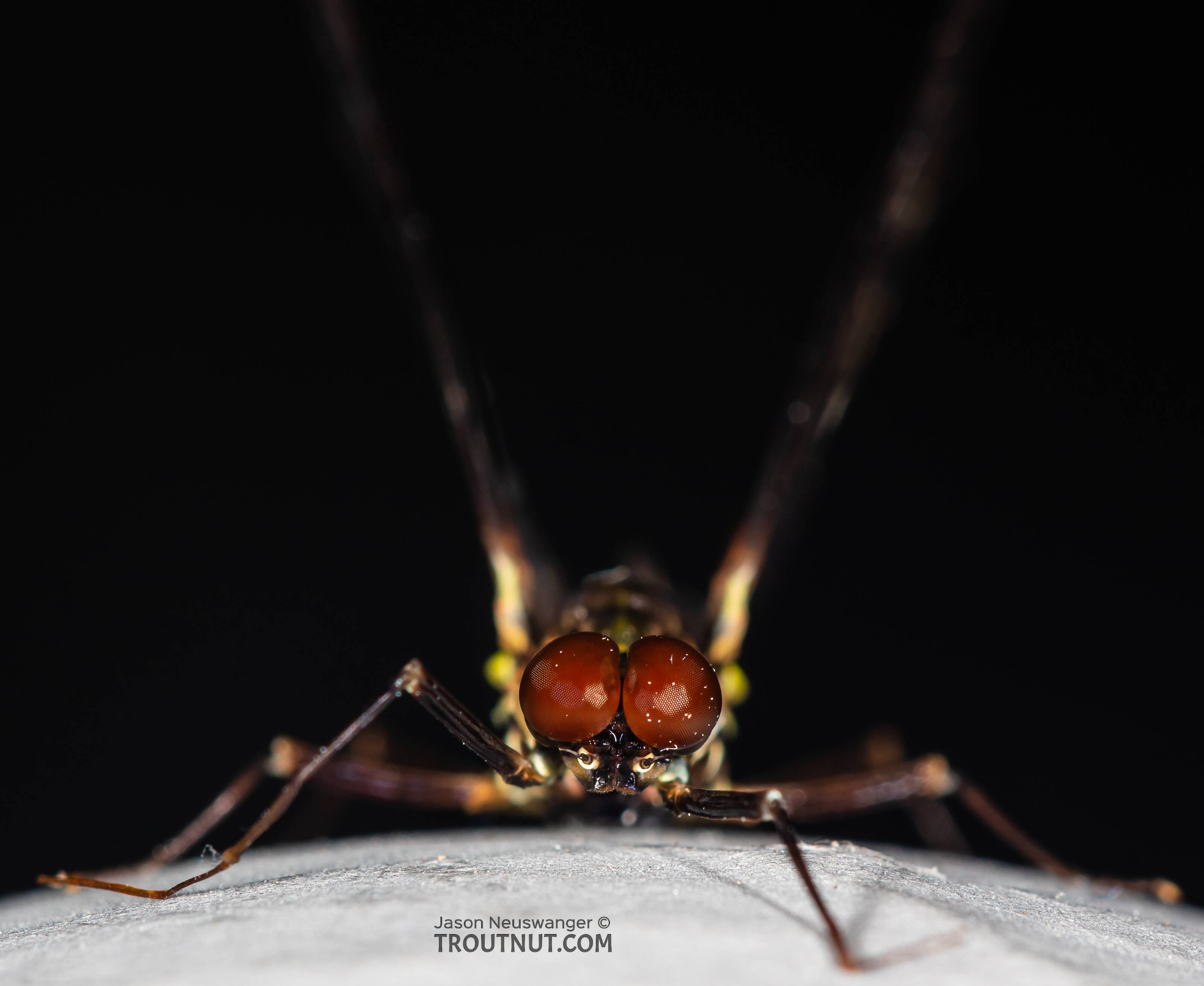 Male Drunella coloradensis (Small Western Green Drake) Mayfly Spinner ...