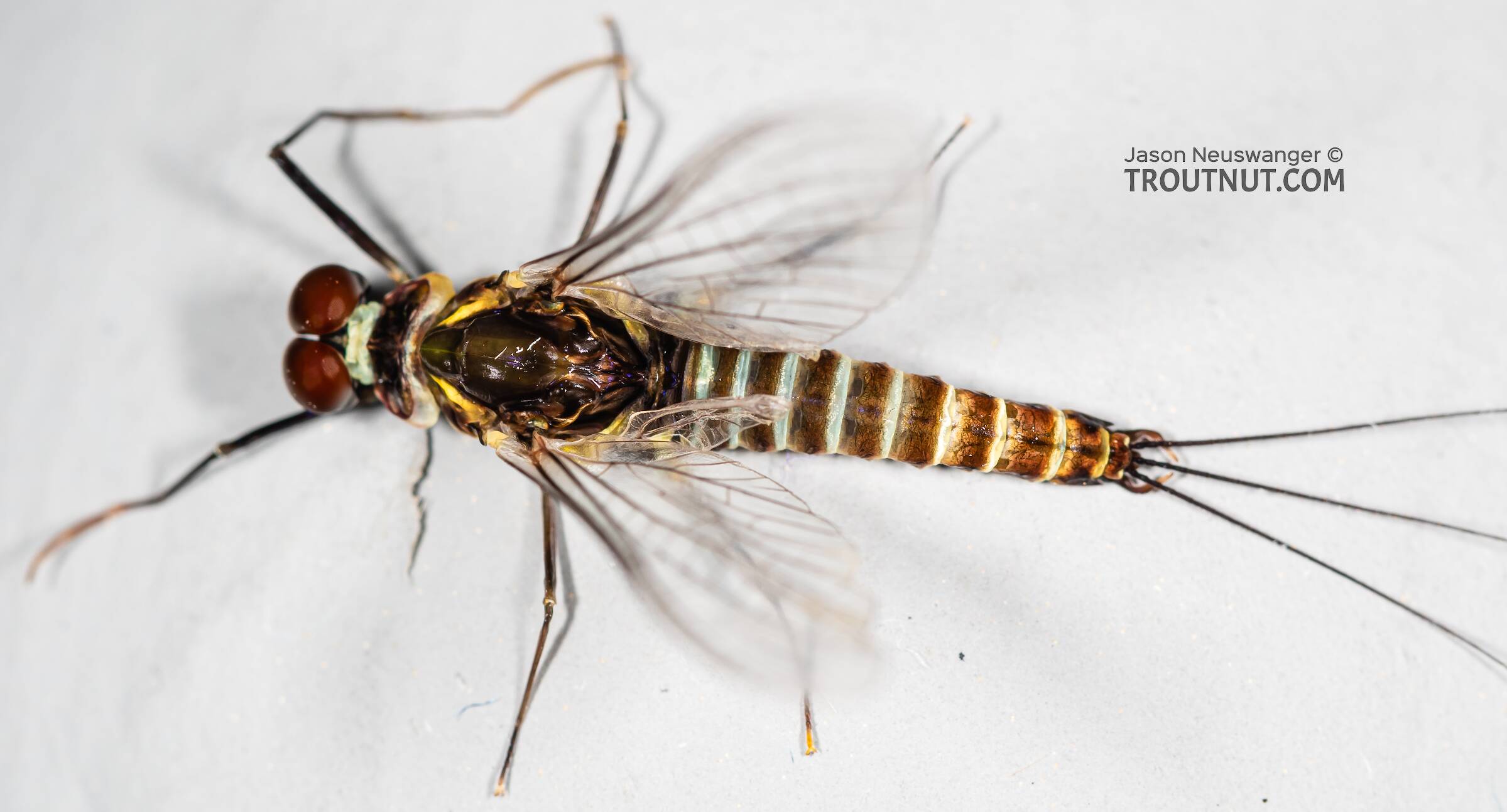Male Drunella coloradensis (Small Western Green Drake) Mayfly Spinner ...