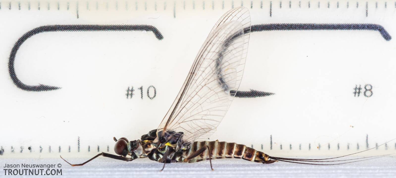 Male Drunella coloradensis (Small Western Green Drake) Mayfly Spinner ...