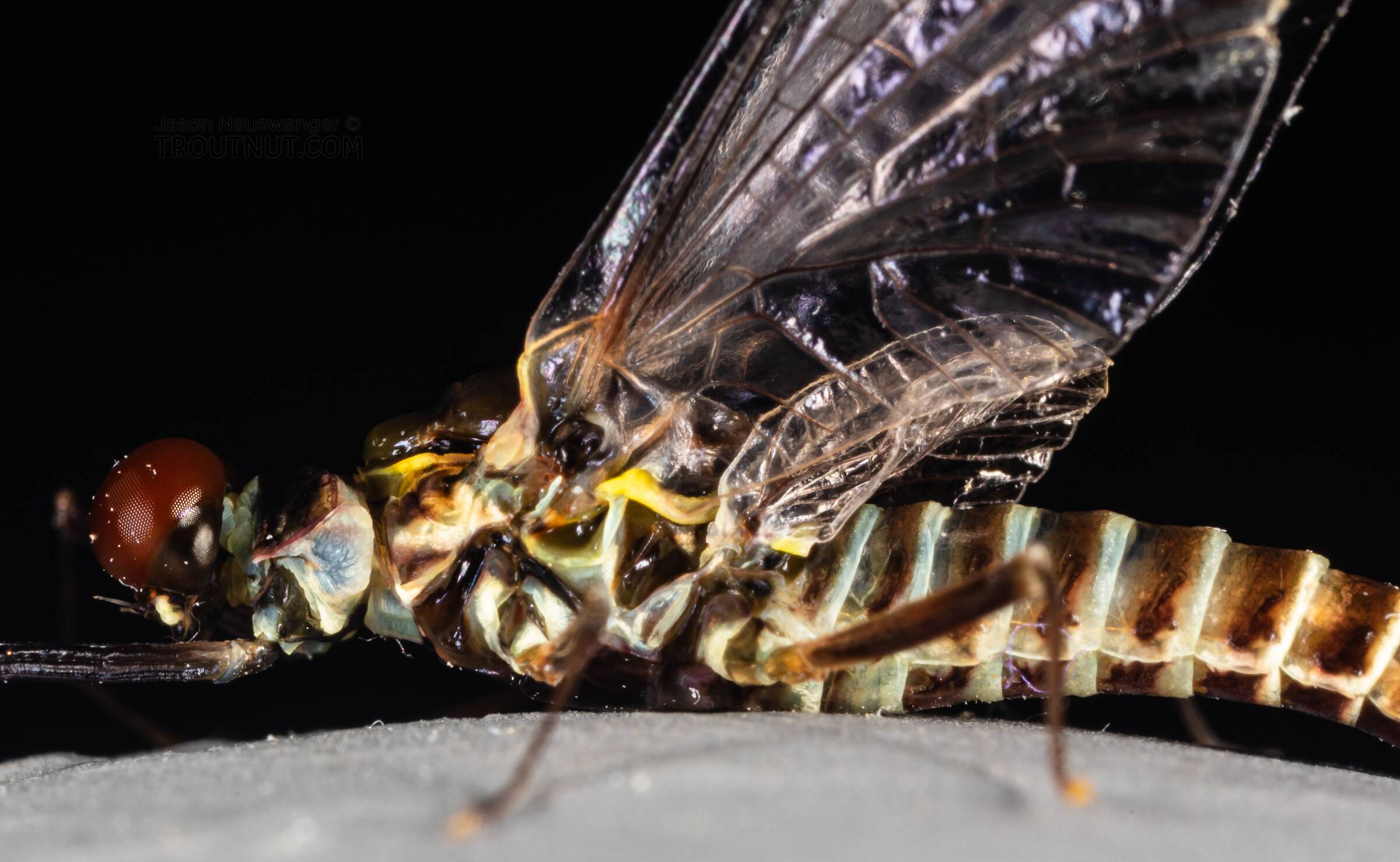 Male Drunella coloradensis (Small Western Green Drake) Mayfly Spinner ...