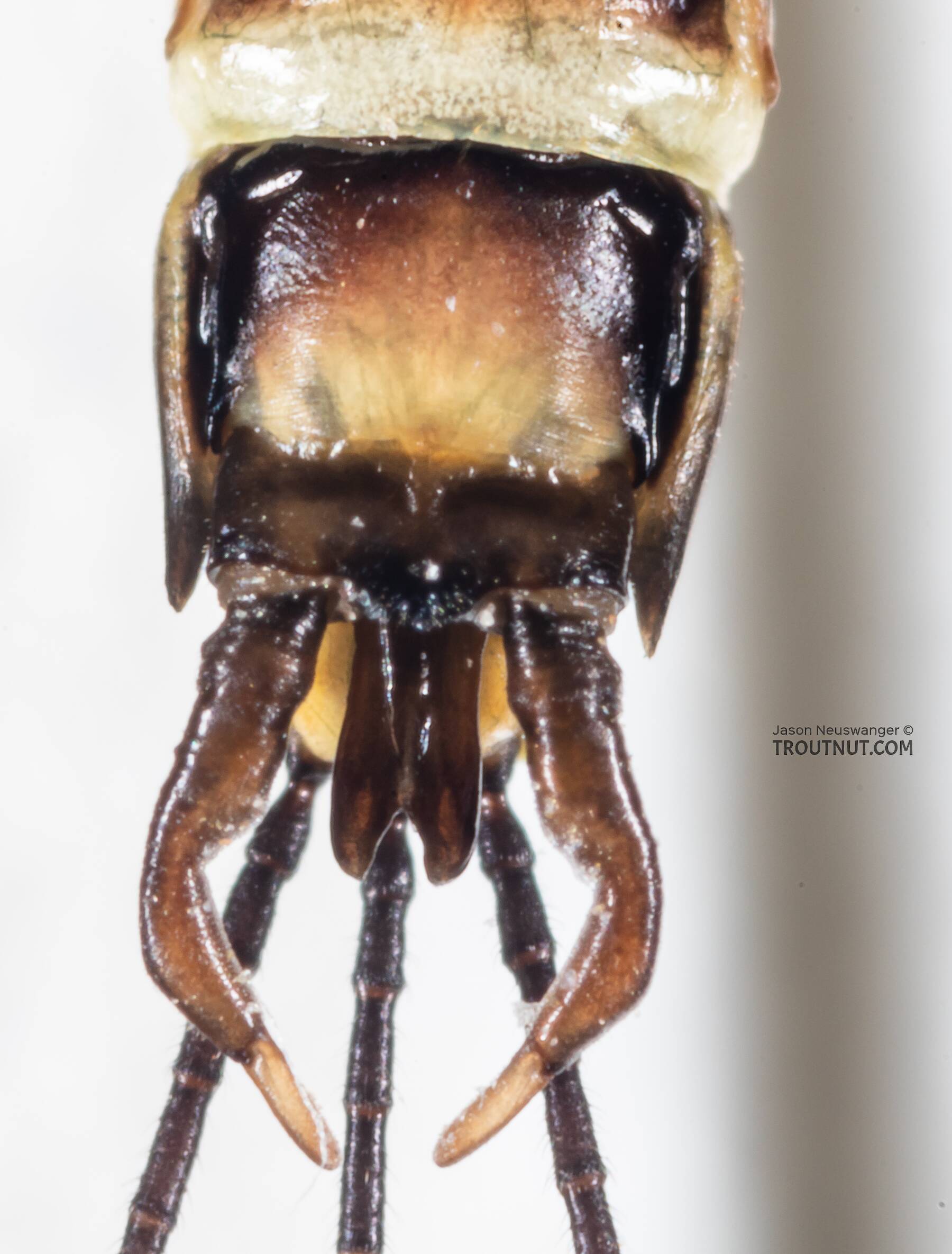 Male Drunella coloradensis (Small Western Green Drake) Mayfly Spinner ...