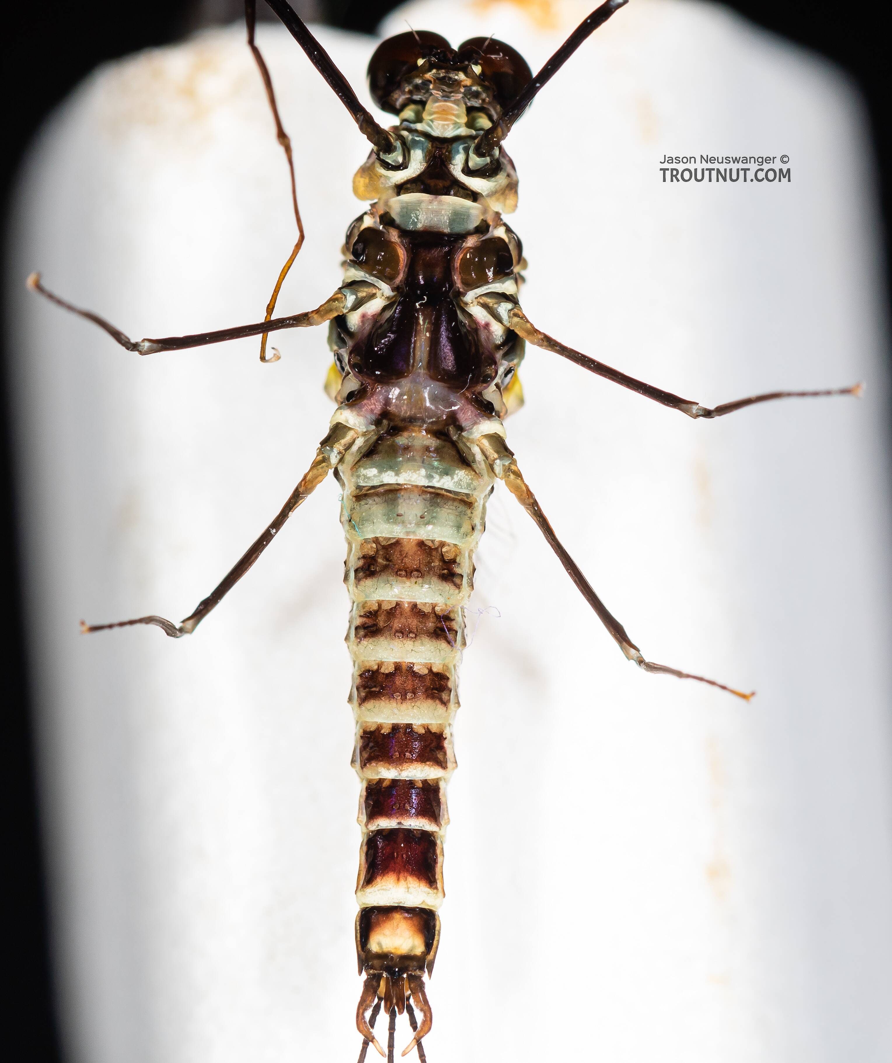 Male Drunella coloradensis (Small Western Green Drake) Mayfly Spinner ...