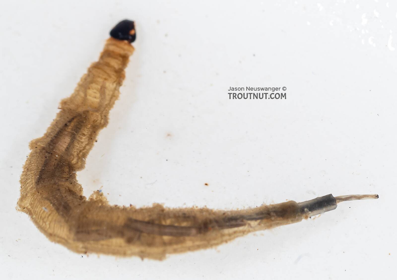 Ptychopteridae (Phantom Crane Fly) True Fly Larva Pictures