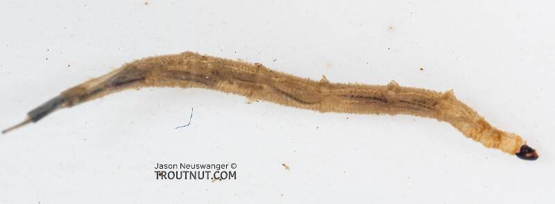 Ptychopteridae (Phantom Crane Fly) True Fly Larva Pictures
