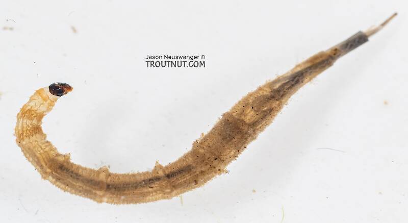 Ptychopteridae (Phantom Crane Fly) True Fly Larva Pictures