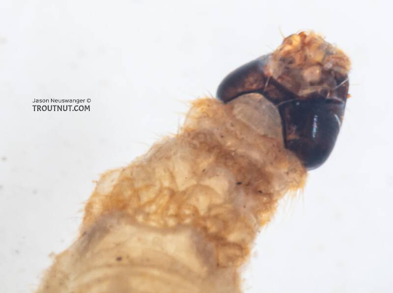 Ptychopteridae (Phantom Crane Fly) True Fly Larva Pictures