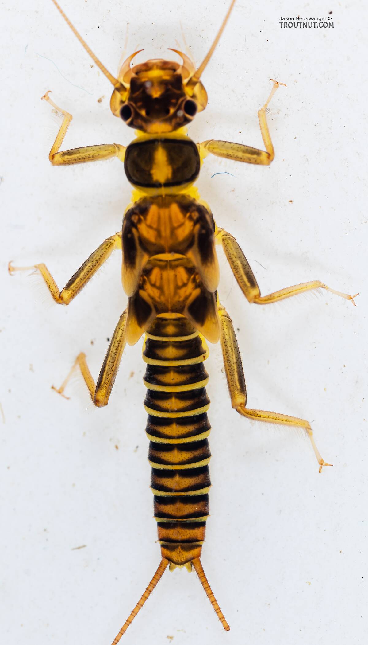 Kogotus nonus (Smooth Springfly) Stonefly Nymph Pictures