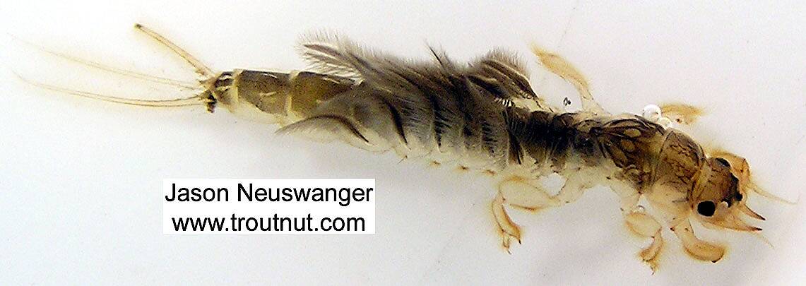 Hexagenia limbata (Hex) Mayfly Nymph Pictures