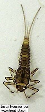 Baetidae (Blue-Winged Olive) Mayfly Nymph Pictures