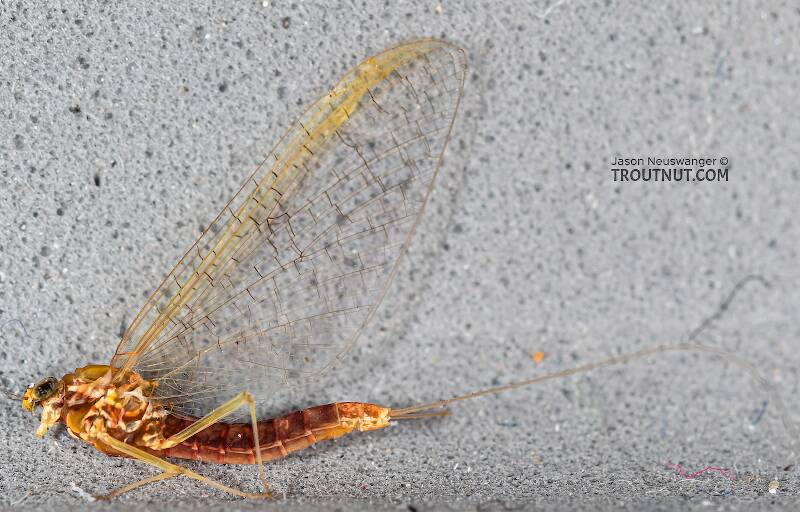 Female Cinygmula par Mayfly Spinner Pictures