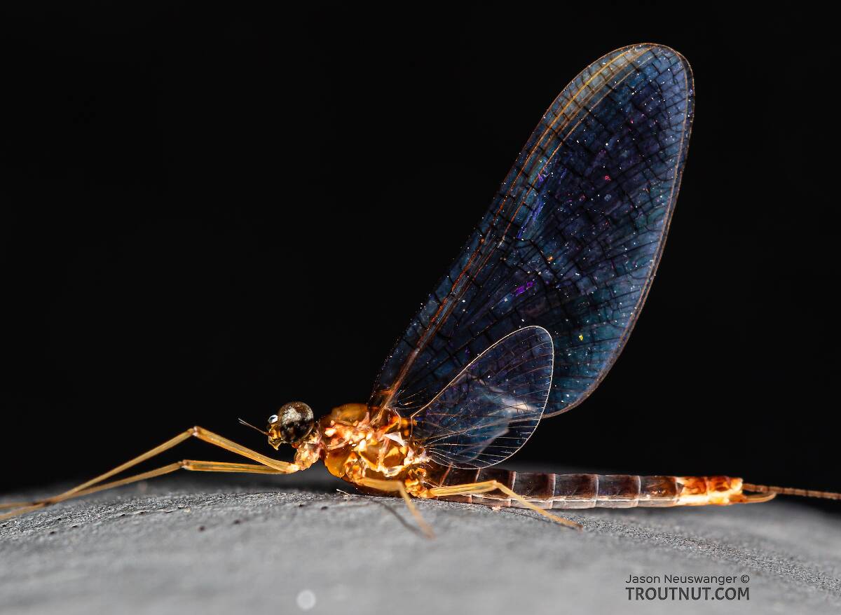 Male Cinygmula par Mayfly Spinner Pictures