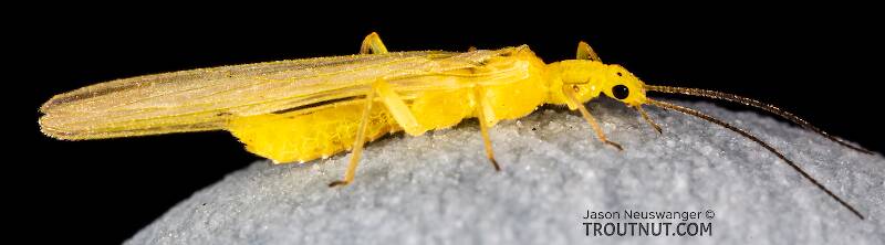 Female Suwallia pallidula (Little Yellow Stonefly) Stonefly Adult Pictures