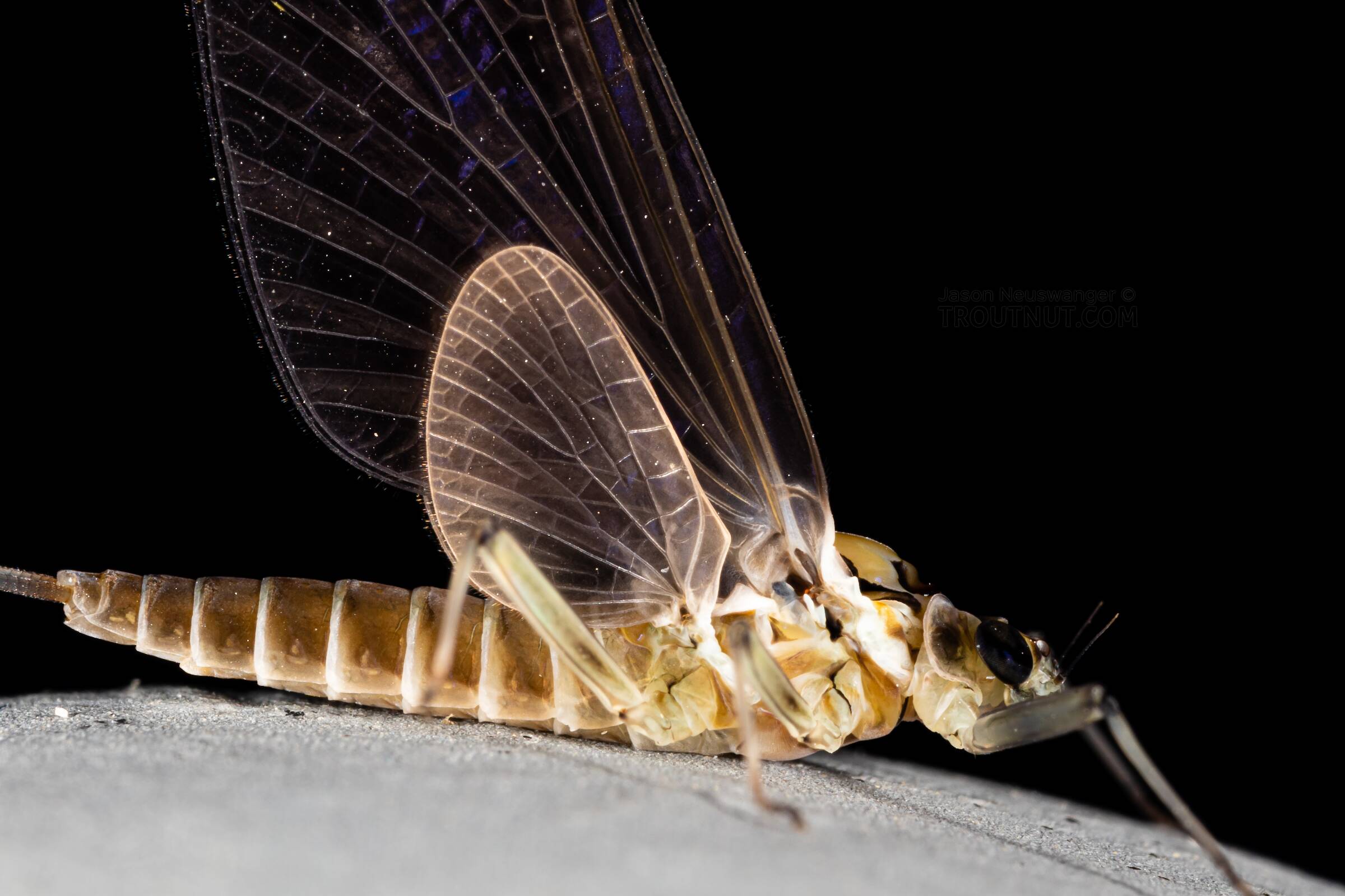 Female Rhithrogena hageni (Western Black Quill) Mayfly Dun Pictures