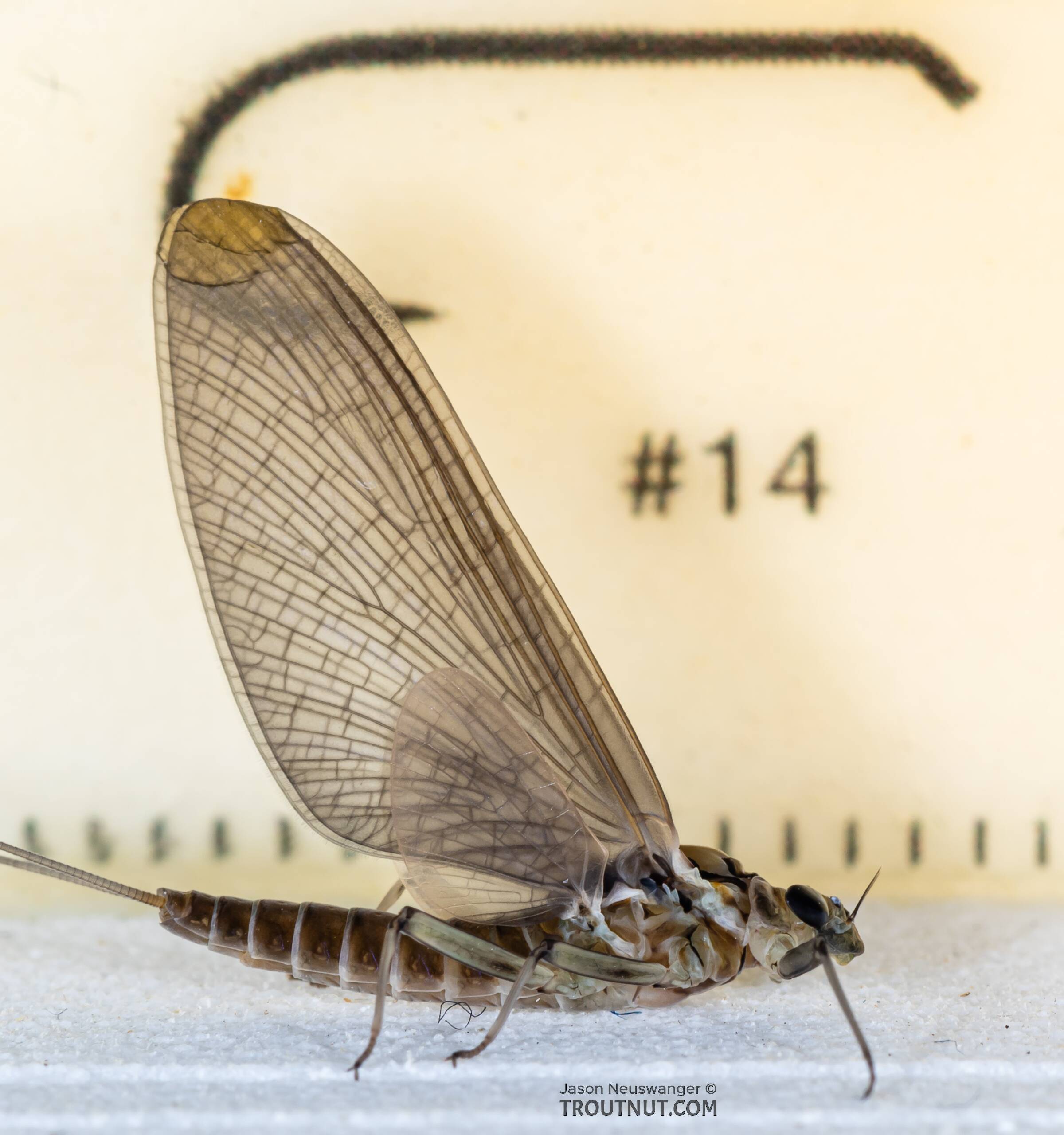 Female Rhithrogena hageni (Western Black Quill) Mayfly Dun Pictures