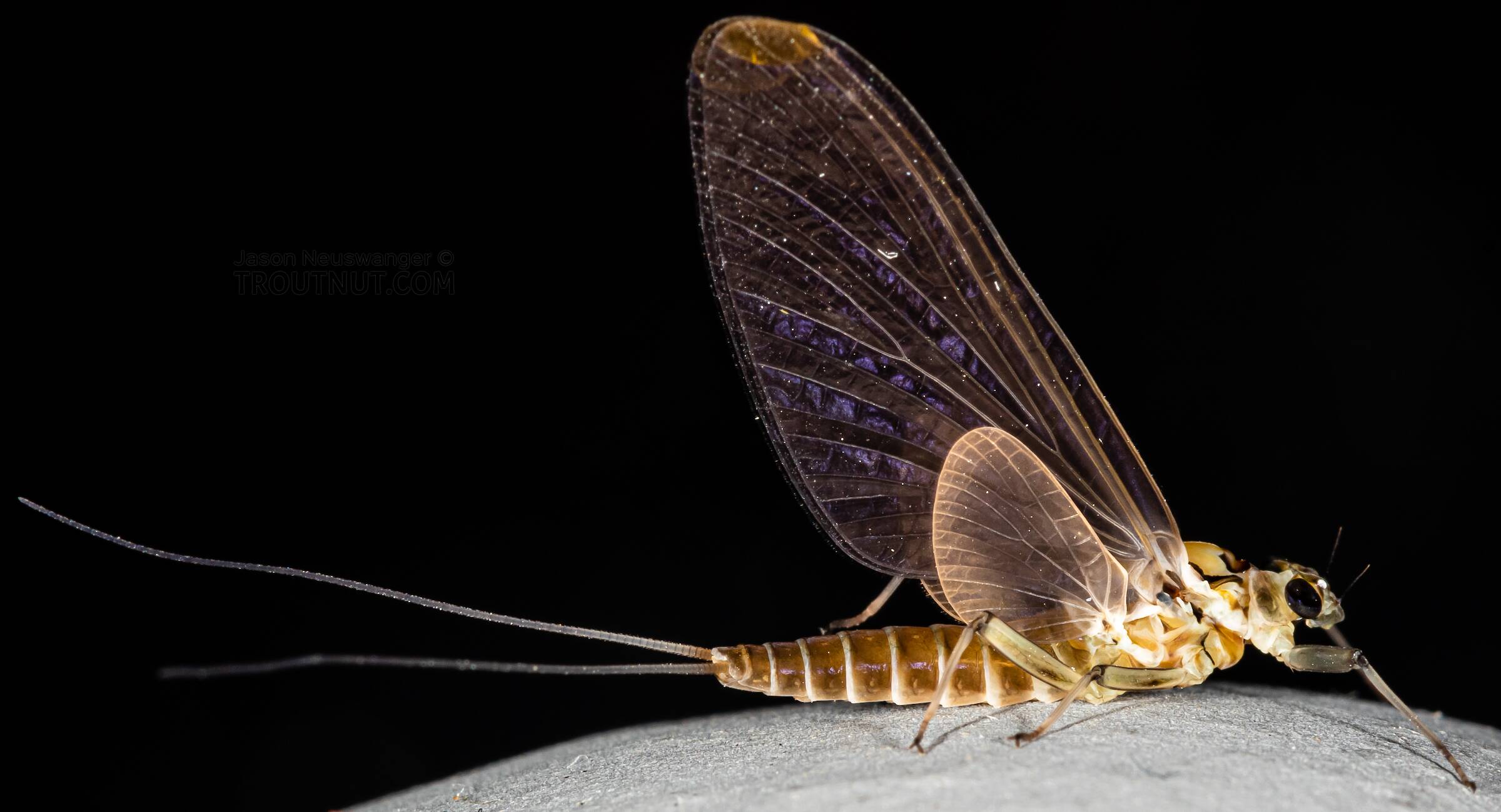 Mayfly Genus Rhithrogena