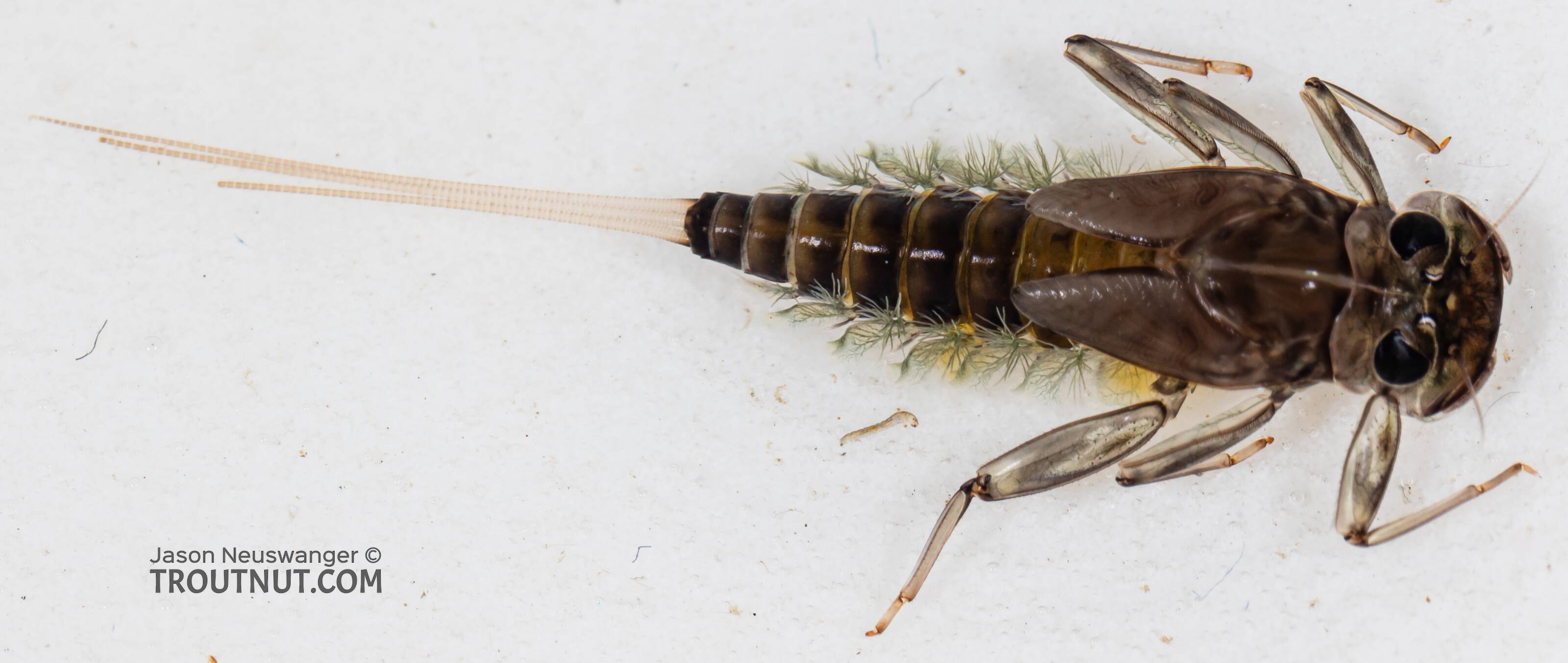 Rhithrogena hageni (Western Black Quill) Mayfly Nymph Pictures